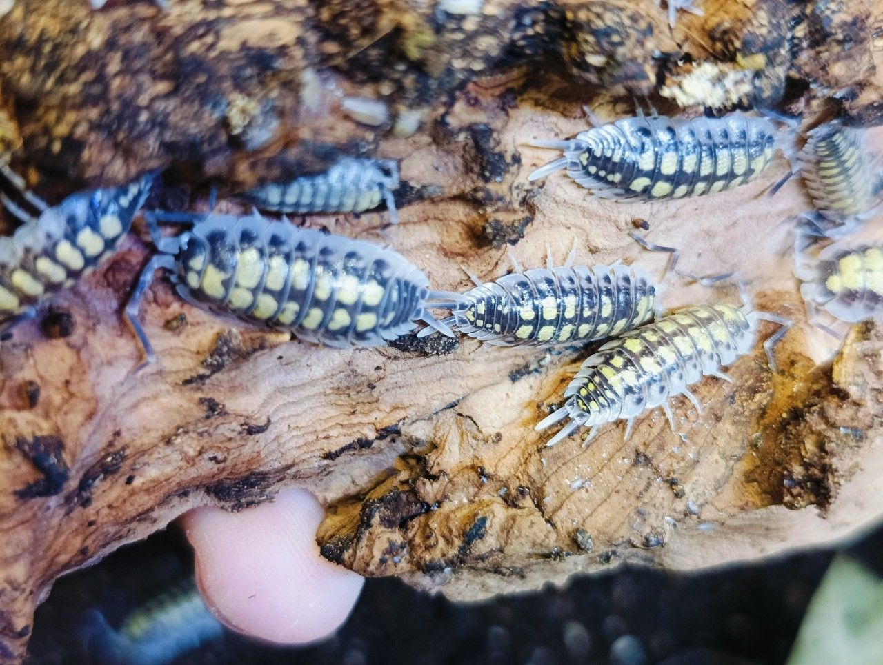 西班牙黃帶 P屬Porcellio hassi